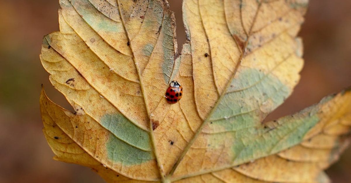 Complete List Of Hibernating Insects | NJ Pest Control