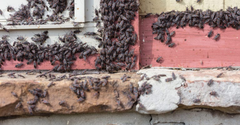 Complete List Of Hibernating Insects | NJ Pest Control
