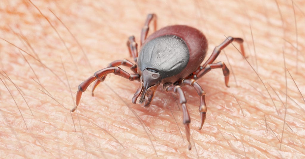 Deer Tick Life Cycle | NJ Pest Control