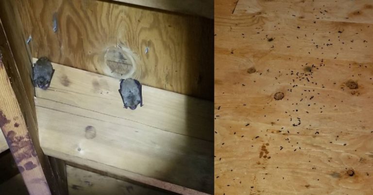 Bat Infestation: Why, How, Signs, What To Do | NJ Pest Control