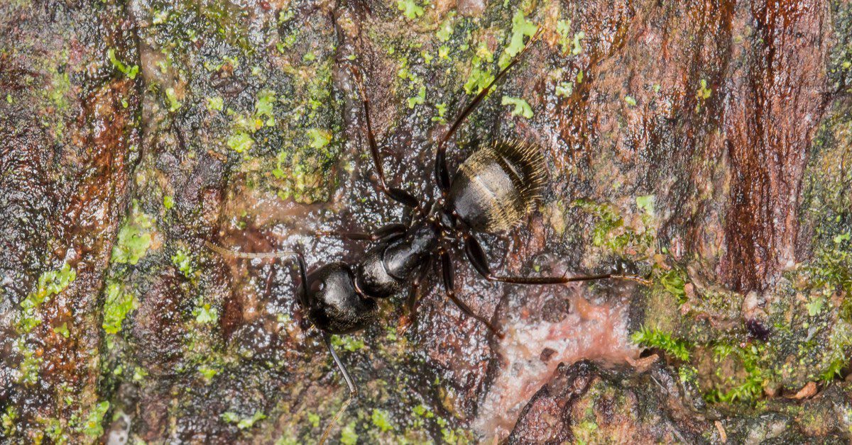 7 Common Household Pests In New Jersey | NJ Pest Control