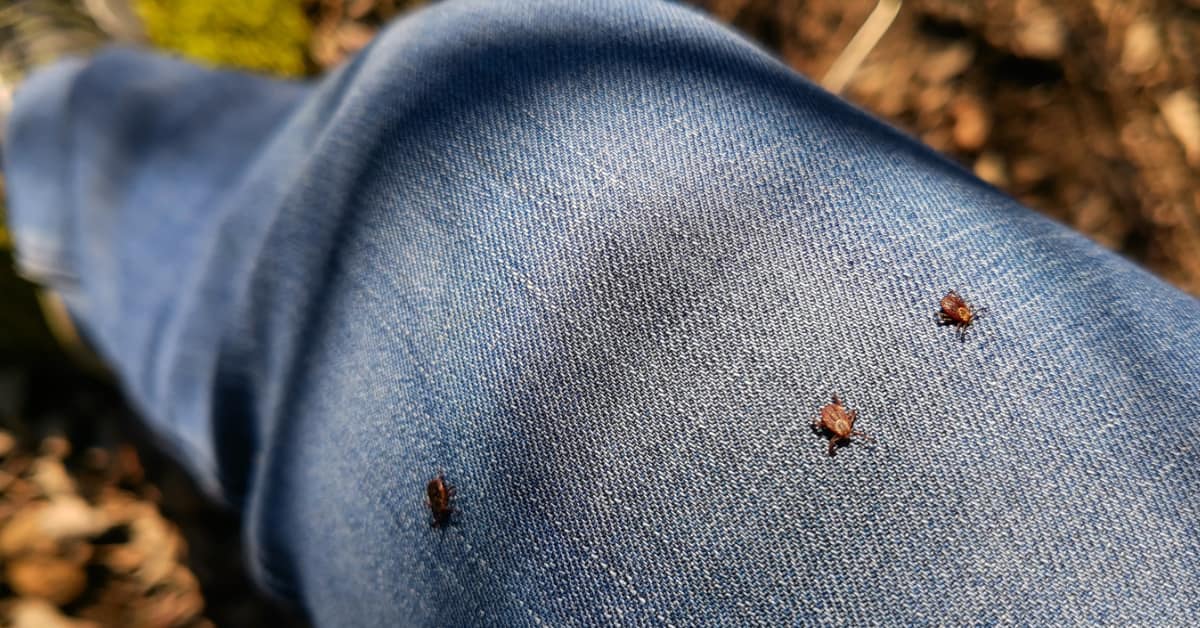 The Difference Between Black-Legged Tick And Deer Tick