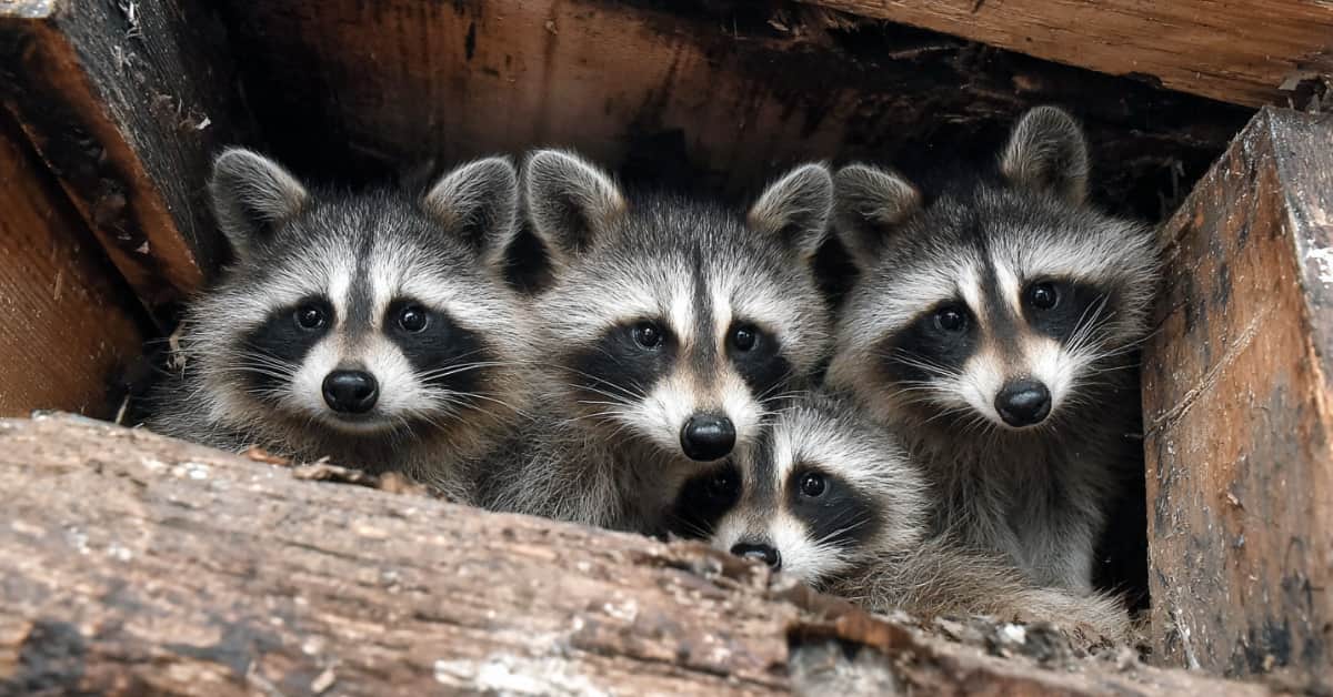 Signs You Have A Raccoon Den Forming On Your NJ Property This Fall